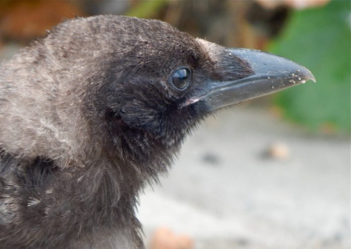 Boek ‘Uitgevlogen’ van schrijver Arie Pieters op nominatielijst Jan ...