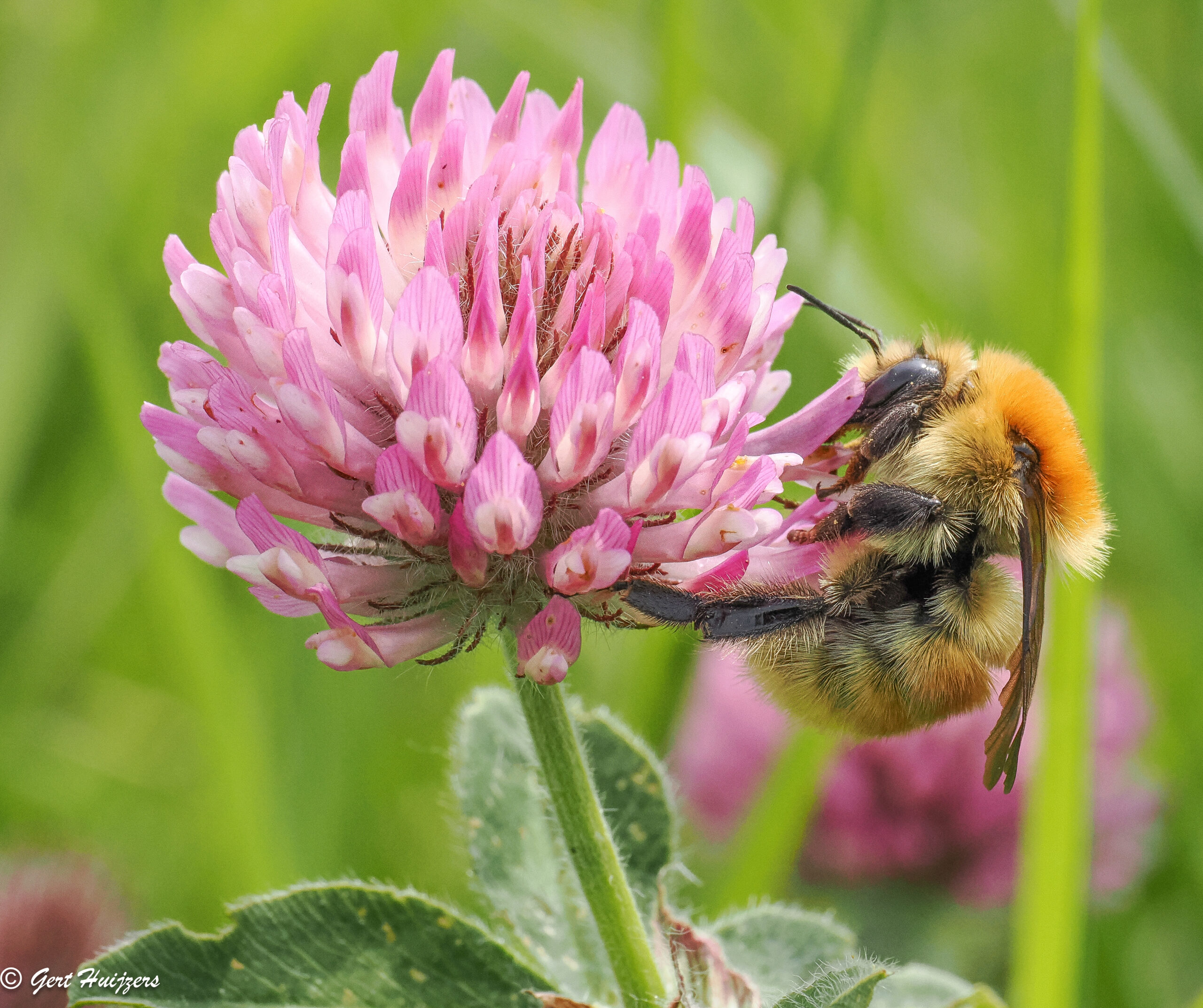 Insecten- en akkervogelakker Goudswaard - Hoeksche Waard Nieuws