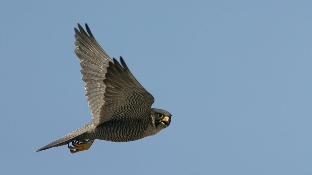 Lezing over de spectaculaire slechtvalk: snelste roofvogel in beeld op ...